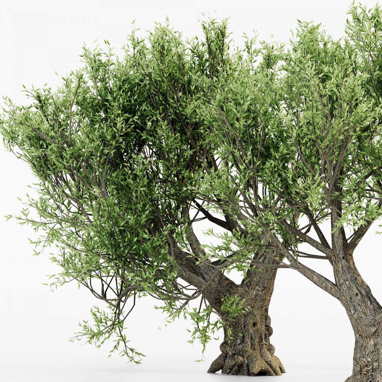 African olive tree 3 - s 3D Models in Tree 3DExport
