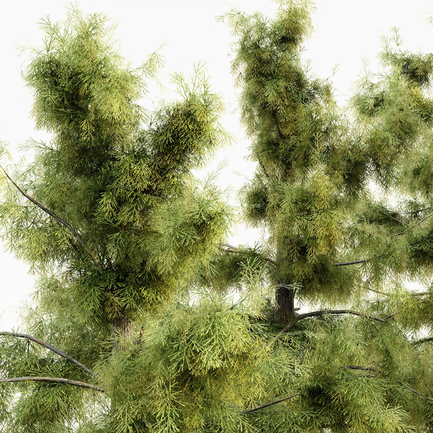 alaska cedar tree collection 3D Models in Tree 3DExport