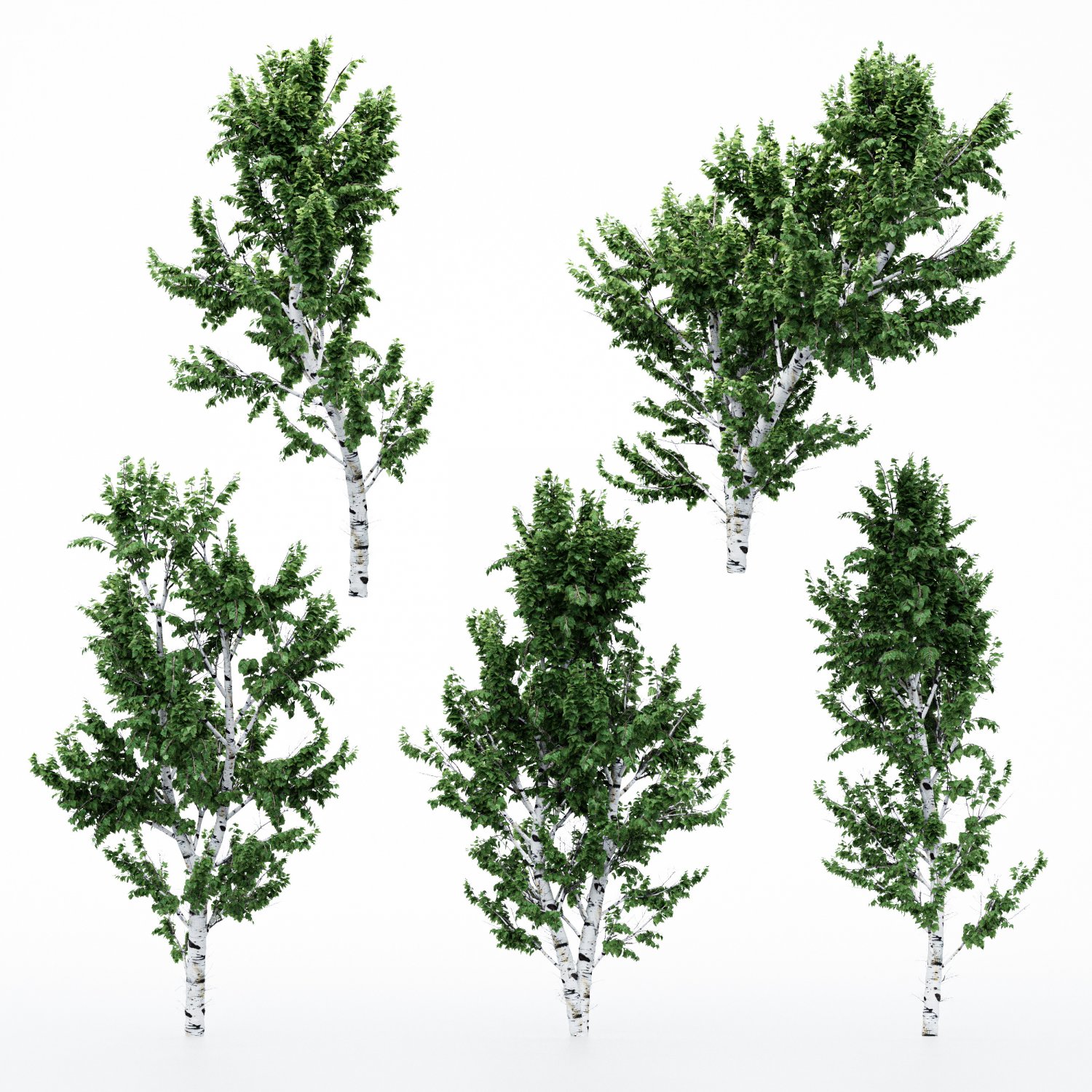 5diffrent tree White Birch 5 trees Models in the scene 3D Model in Tree ...