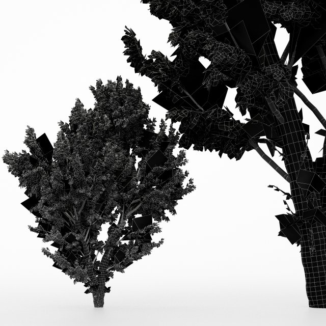 5diffrent tree white birch 5 trees models in the scene 3D Model in Tree ...