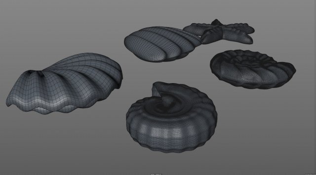 seashells 3D Model in Aquatic 3DExport