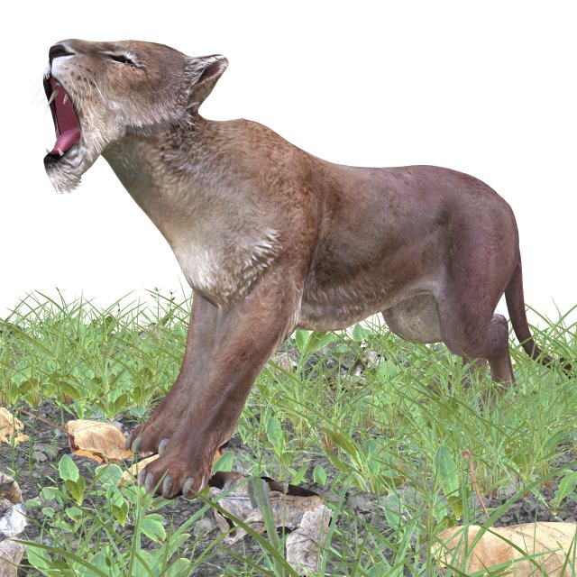 DOWNLOAD CAT 3D MODEL CAT LIONESS TIGER LION CHEETAH LEOPART PREDATOR ...