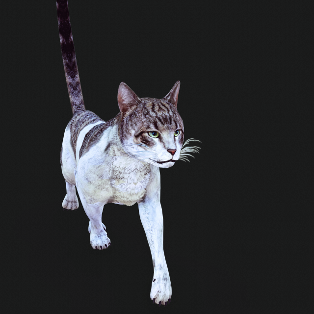 DOWNLOAD CAT 3D MODEL CAT LIONESS TIGER LION CHEETAH LEOPART PREDATOR ...