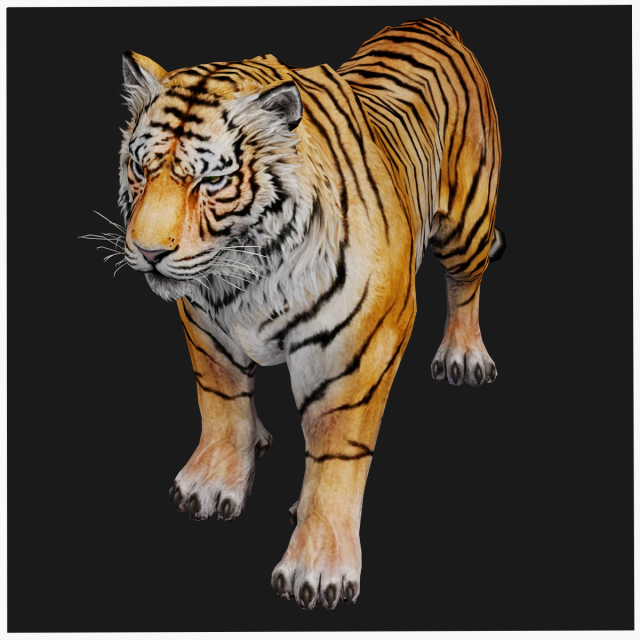 DOWNLOAD CAT 3D MODEL CAT LIONESS TIGER LION CHEETAH LEOPART PREDATOR ...