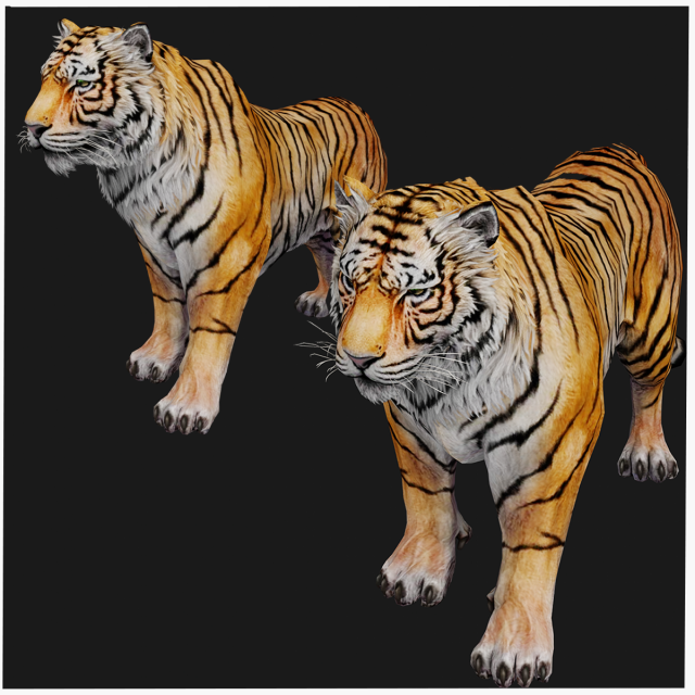 DOWNLOAD CAT 3D MODEL CAT LIONESS TIGER LION CHEETAH LEOPART PREDATOR ...
