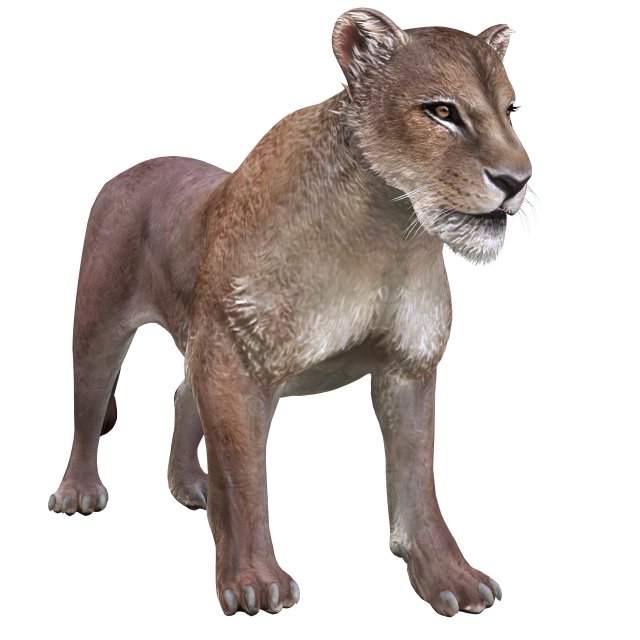 DOWNLOAD CAT 3D MODEL CAT LIONESS TIGER LION CHEETAH LEOPART PREDATOR ...
