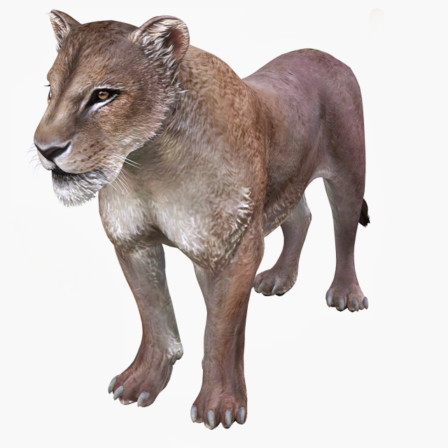 DOWNLOAD CAT 3D MODEL CAT LIONESS TIGER LION CHEETAH LEOPART PREDATOR ...