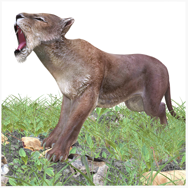 DOWNLOAD CAT 3D MODEL CAT LIONESS TIGER LION CHEETAH LEOPART PREDATOR ...