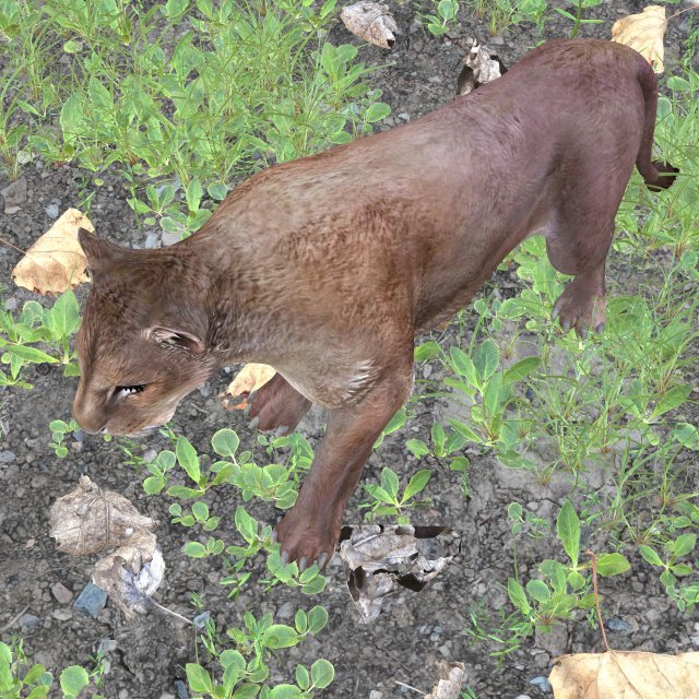 DOWNLOAD CAT 3D MODEL CAT LIONESS TIGER LION CHEETAH LEOPART PREDATOR ...