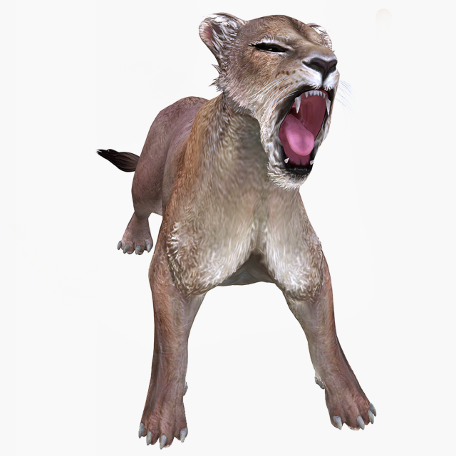 DOWNLOAD CAT 3D MODEL CAT LIONESS TIGER LION CHEETAH LEOPART PREDATOR ...