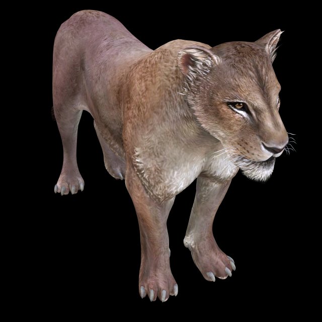 DOWNLOAD CAT 3D MODEL CAT LIONESS TIGER LION CHEETAH LEOPART PREDATOR ...