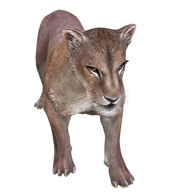 DOWNLOAD CAT 3D MODEL CAT LIONESS TIGER LION CHEETAH LEOPART PREDATOR ...