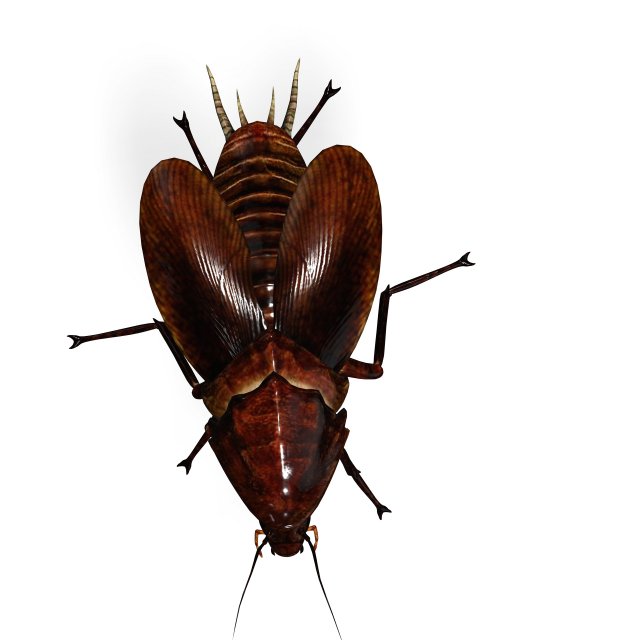 Cockroach 3D Model in Insects 3DExport