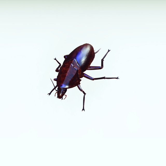 Cockroach 3D Model in Insects 3DExport