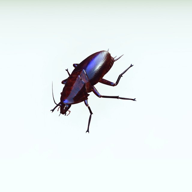 Cockroach 3D Model in Insects 3DExport