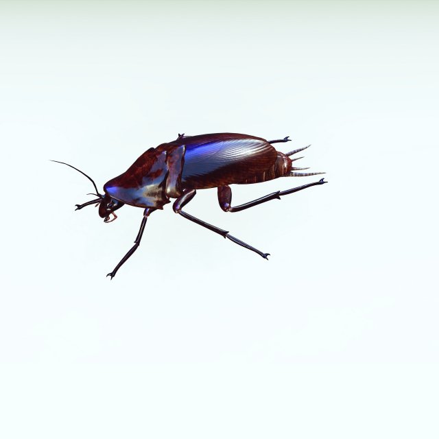 Cockroach 3D Model in Insects 3DExport