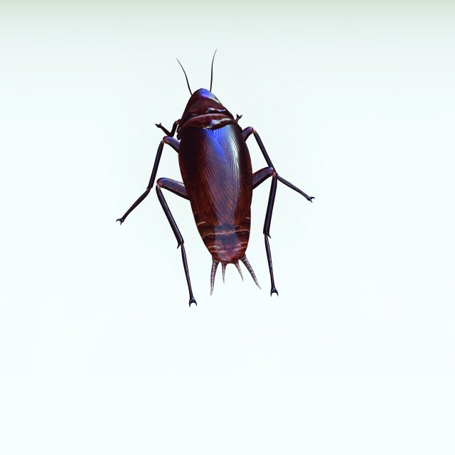 Cockroach 3D Model in Insects 3DExport