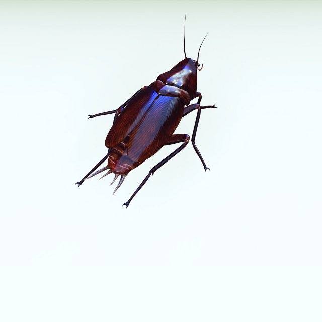 Cockroach 3D Model in Insects 3DExport