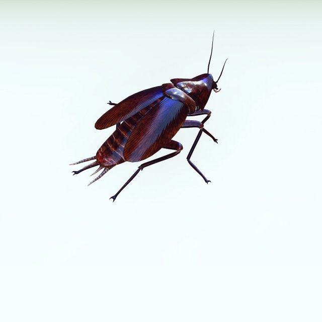 Cockroach 3D Model in Insects 3DExport