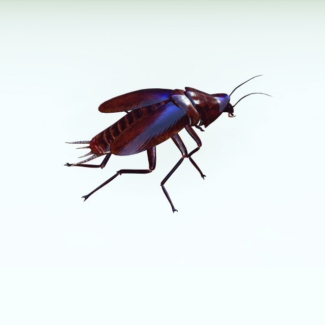 Cockroach 3D Model in Insects 3DExport