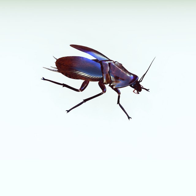 Cockroach 3D Model in Insects 3DExport