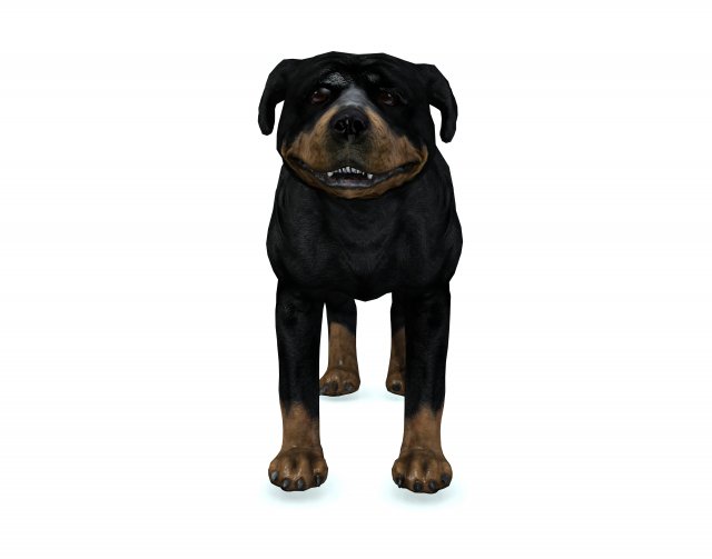 Rottweiler DOG 3D Model in Dog 3DExport