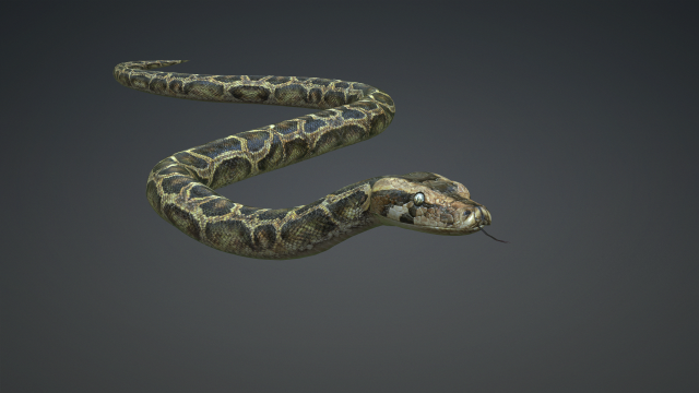 PYTHON SNAKE ANIMATED - SNAKE PYTHON REPTILE 3D Model in Reptile 3DExport