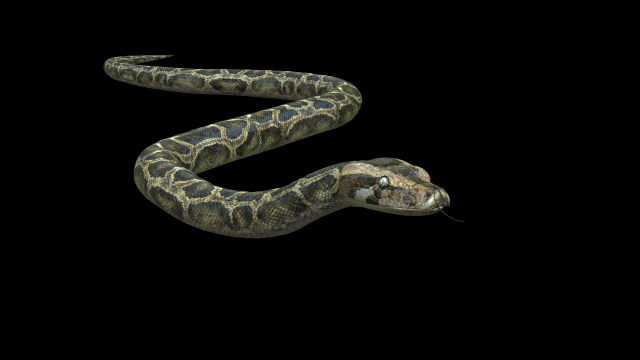 PYTHON SNAKE ANIMATED - SNAKE PYTHON REPTILE 3D Model in Reptile 3DExport