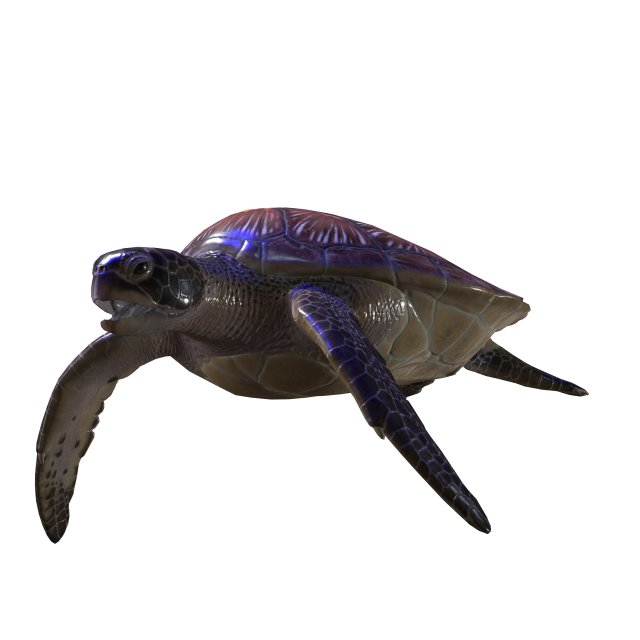 DOWNLOAD TORTOISE TURTLE POKMON TURTLE DOWNLOAD TURTLE 3D MODEL RIGGED ...