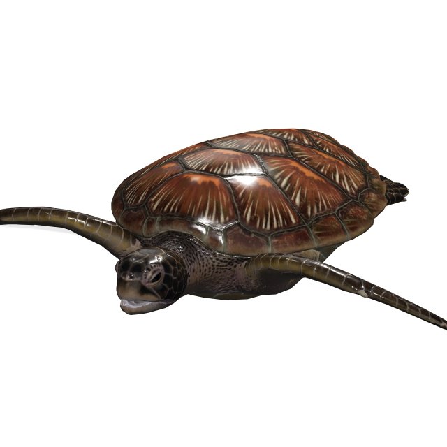 DOWNLOAD TORTOISE TURTLE POKMON TURTLE DOWNLOAD TURTLE 3D MODEL RIGGED ...