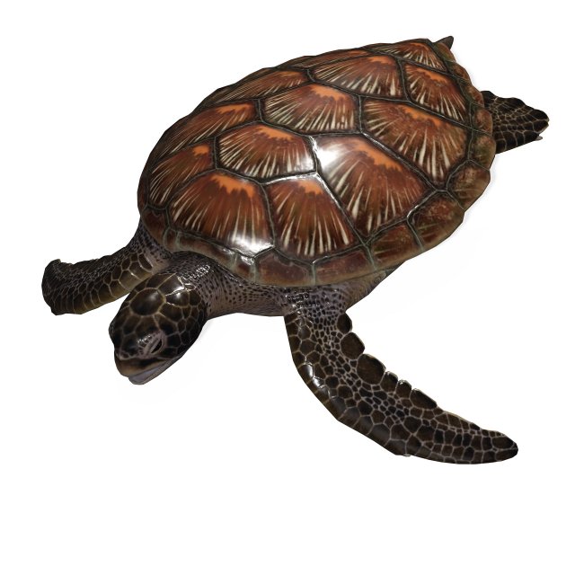 DOWNLOAD TORTOISE TURTLE POKMON TURTLE DOWNLOAD TURTLE 3D MODEL RIGGED ...
