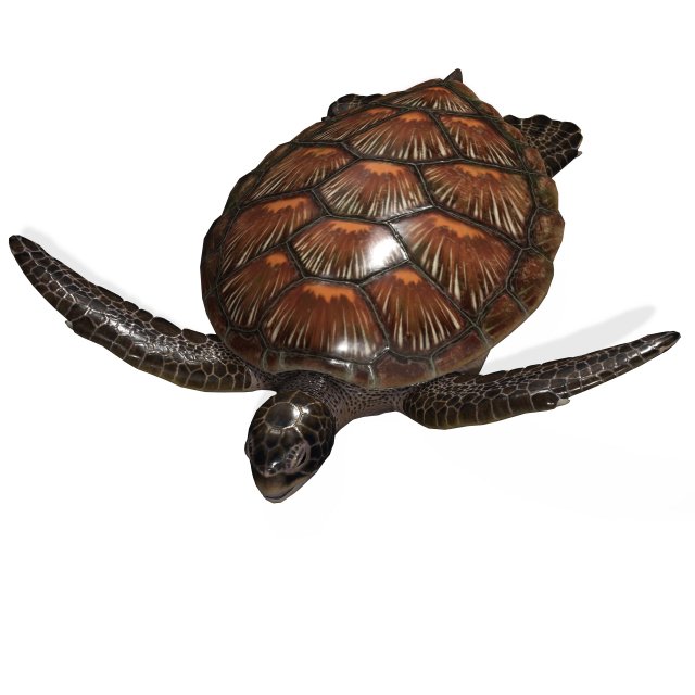 DOWNLOAD TORTOISE TURTLE POKMON TURTLE DOWNLOAD TURTLE 3D MODEL RIGGED ...