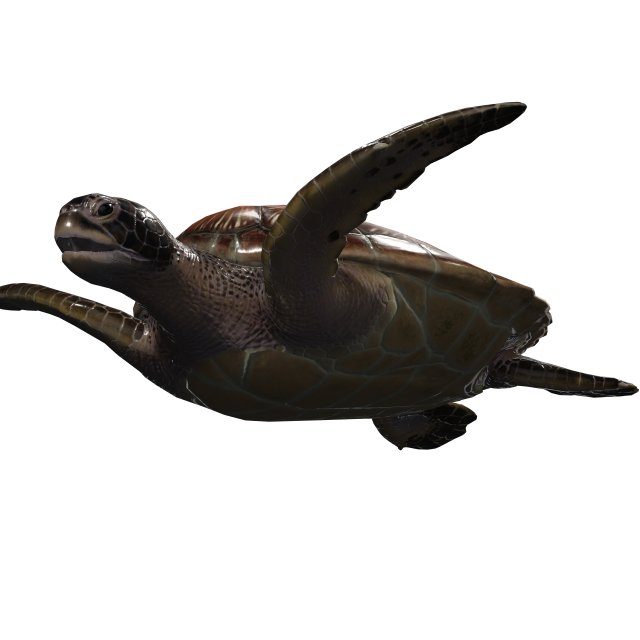 DOWNLOAD TORTOISE TURTLE POKMON TURTLE DOWNLOAD TURTLE 3D MODEL RIGGED ...