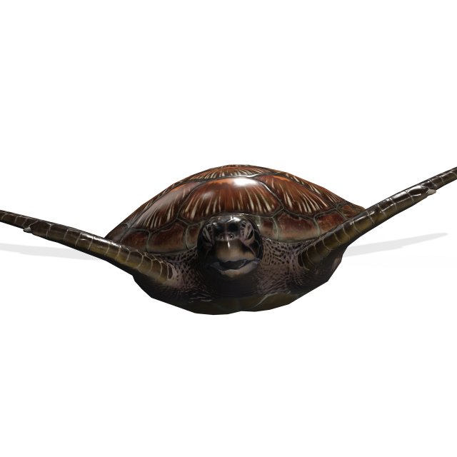 DOWNLOAD TORTOISE TURTLE POKMON TURTLE DOWNLOAD TURTLE 3D MODEL RIGGED ...