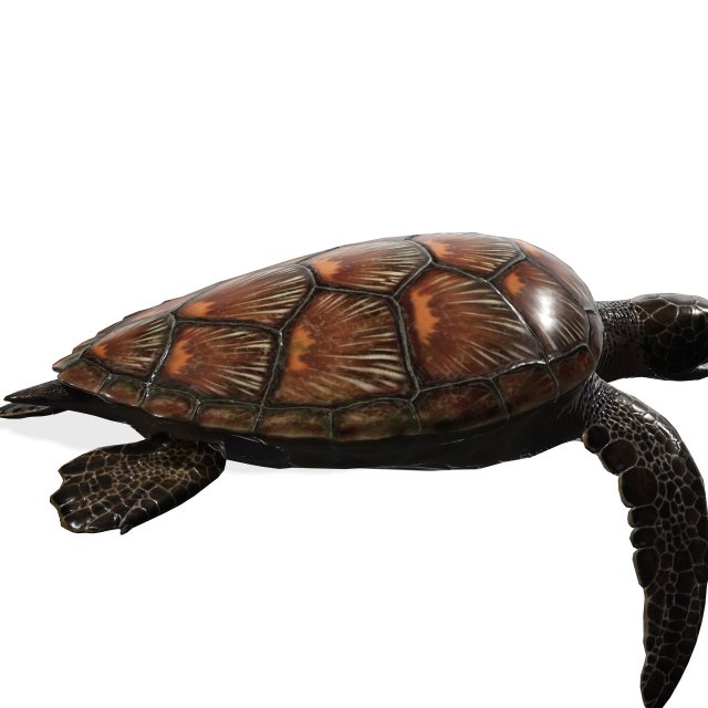 DOWNLOAD TORTOISE TURTLE POKMON TURTLE DOWNLOAD TURTLE 3D MODEL RIGGED ...