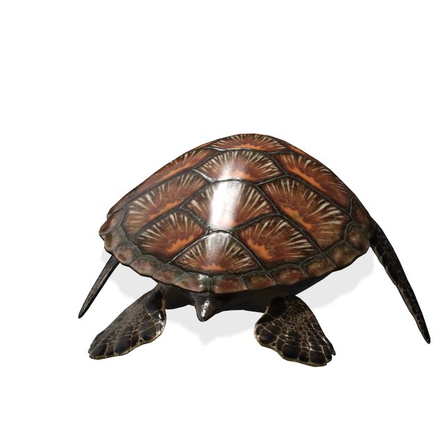 DOWNLOAD TORTOISE TURTLE POKMON TURTLE DOWNLOAD TURTLE 3D MODEL RIGGED ...