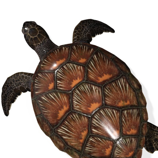 DOWNLOAD TORTOISE TURTLE POKMON TURTLE DOWNLOAD TURTLE 3D MODEL RIGGED ...