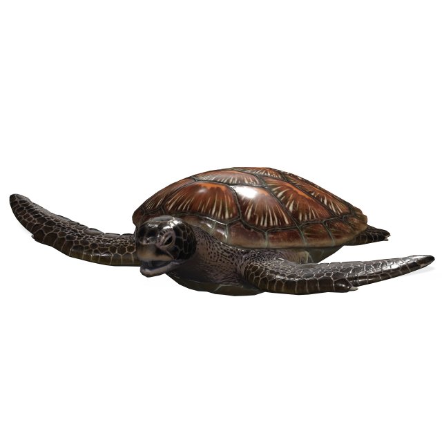 DOWNLOAD TORTOISE TURTLE POKMON TURTLE DOWNLOAD TURTLE 3D MODEL RIGGED ...