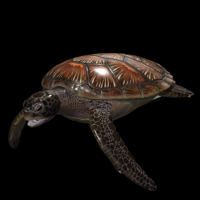 DOWNLOAD TORTOISE TURTLE POKMON TURTLE DOWNLOAD TURTLE 3D MODEL RIGGED ...