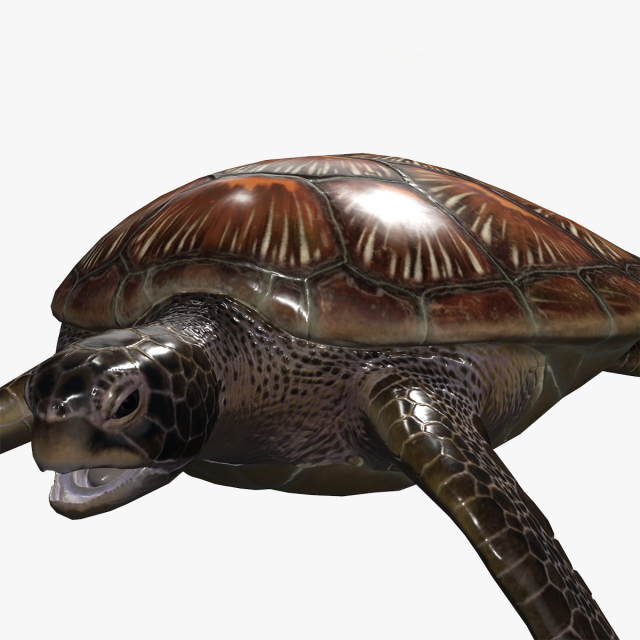 DOWNLOAD TORTOISE TURTLE POKMON TURTLE DOWNLOAD TURTLE 3D MODEL RIGGED ...