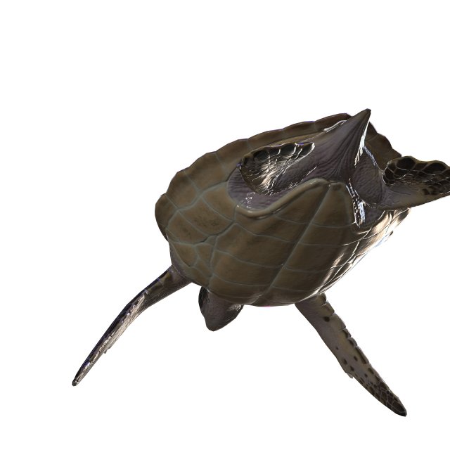 DOWNLOAD TORTOISE TURTLE POKMON TURTLE DOWNLOAD TURTLE 3D MODEL RIGGED ...