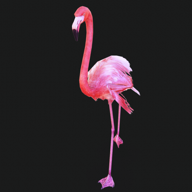 DOWNLOAD FLAMINGO 3D MODEL ANIMATED - FLAMINGO DINOSAUR DINOSAUR ...