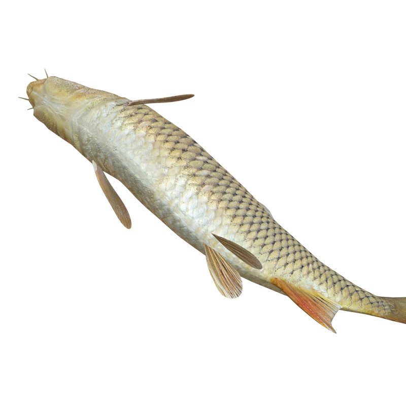 Carp Animated FISH 3D ANIMATED CARP WATER RIVER OCEAN SEA FISHING ...