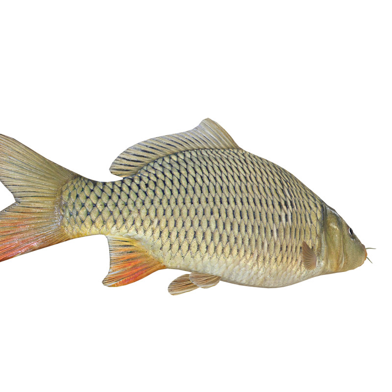 Carp Animated FISH 3D ANIMATED CARP WATER RIVER OCEAN SEA FISHING ...