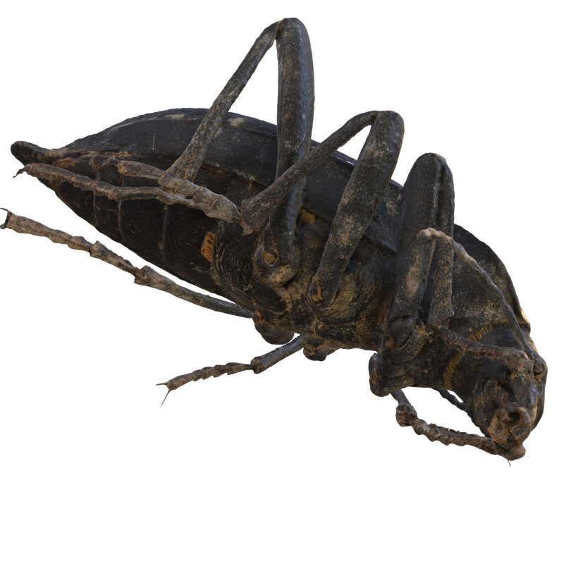 BEETLE BLAPS MORTISAGA AMPHIBIAN BEETLE INSECT BUG ANT ANIMAL ANATOMY ...