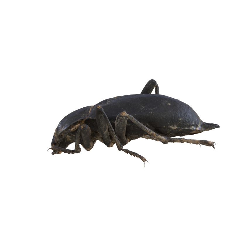 BEETLE BLAPS MORTISAGA AMPHIBIAN BEETLE INSECT BUG ANT ANIMAL ANATOMY ...