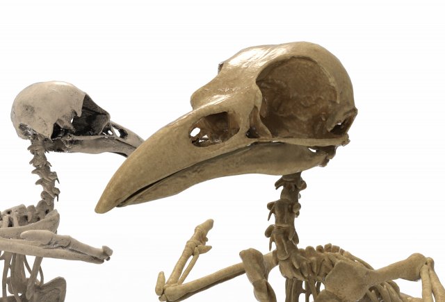 Raven skeleton 3D Model in Bird 3DExport