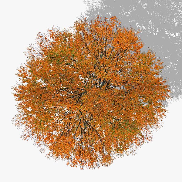top view trees-part 1 3D Model in Landscapes 3DExport