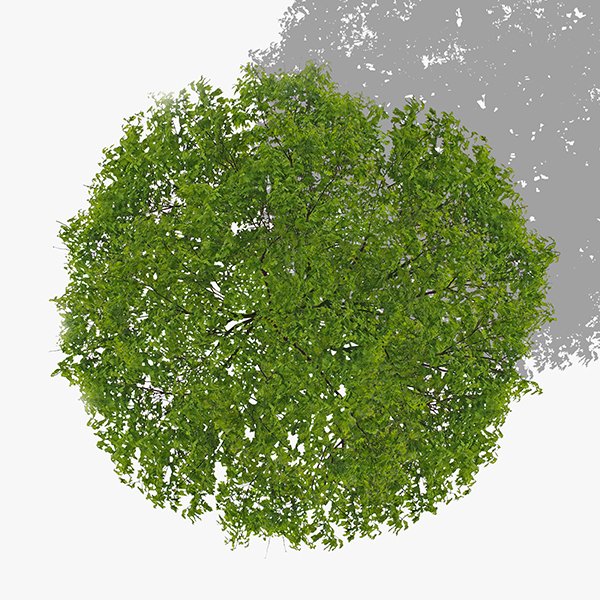 top view trees-part 1 3D Model in Landscapes 3DExport