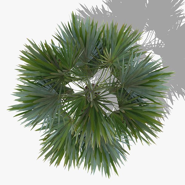 top view trees-part 1 3D Model in Landscapes 3DExport